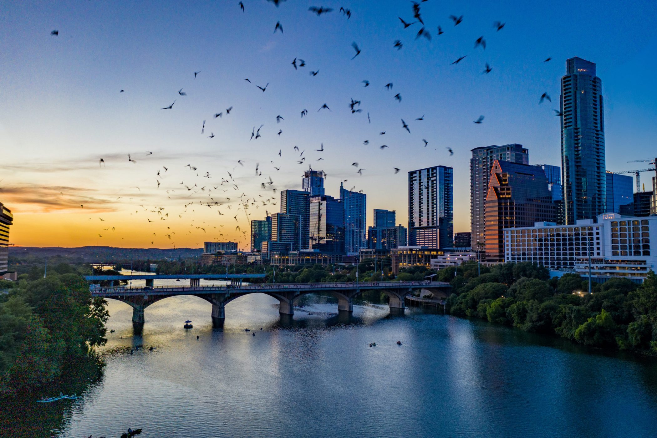 Bat Watching at Austin's Bat Bridge | Austin Activities